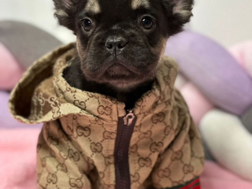 Французский бульдог