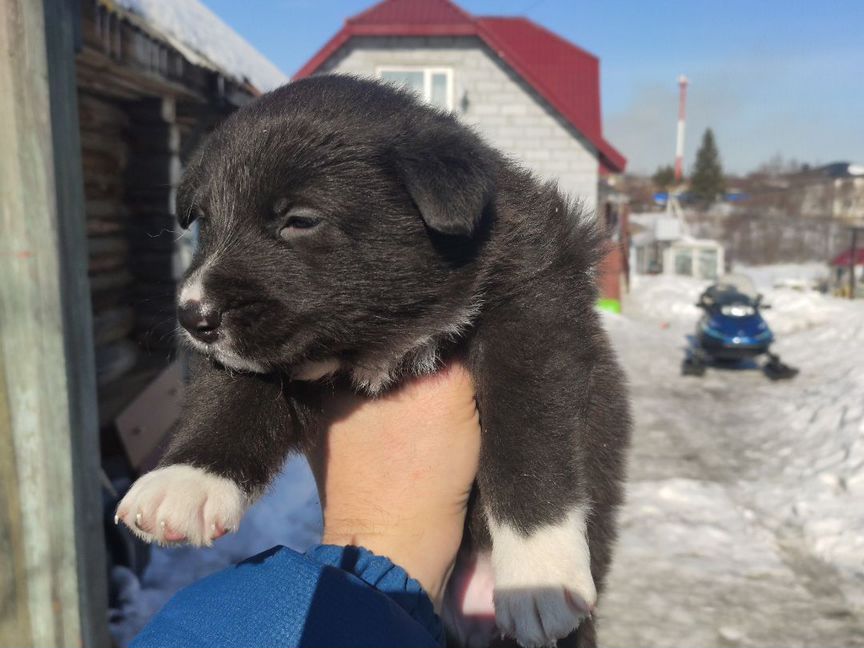 Щенок в добрые руки бесплатно