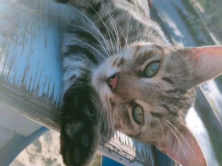 Котики бесплатно в добрые руки