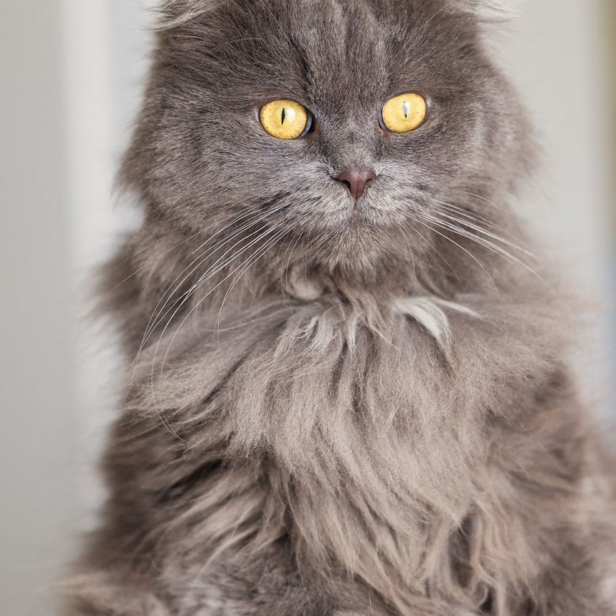 Маша ищет дом