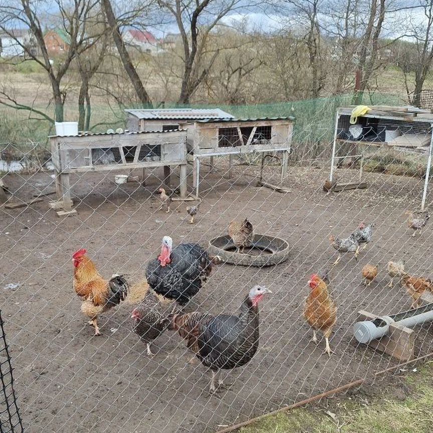 5 курица нес