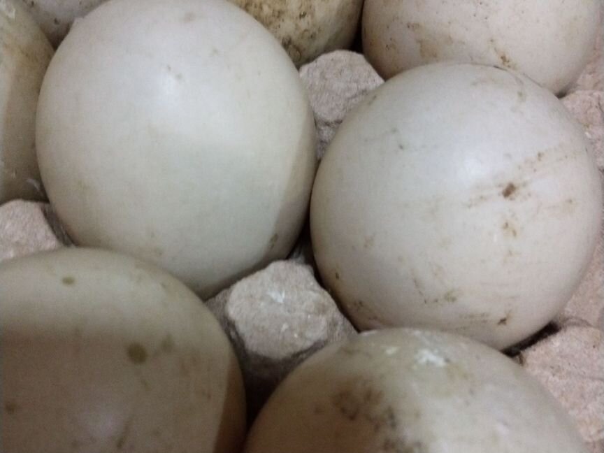 Инкубационное яйцо индоутки тяжелой линии