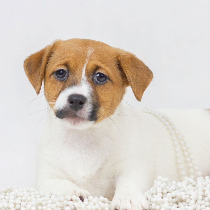 Девочка Джек Рассел Терьер