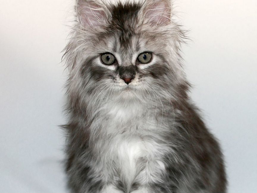 Серебряный котик
