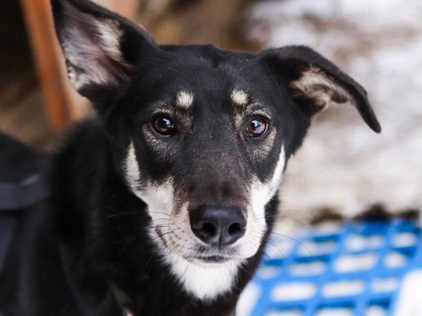 Робкую собачку Дакоту ждёт приют