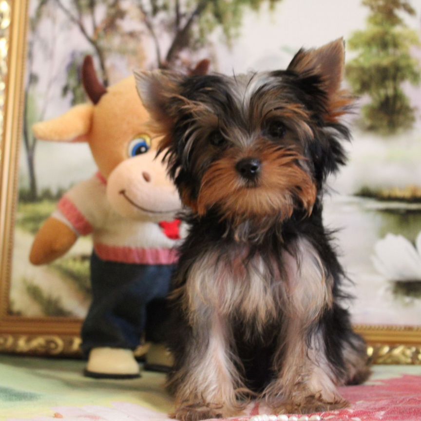 Йоркширсий терьер,щенок,девочка с РКФ