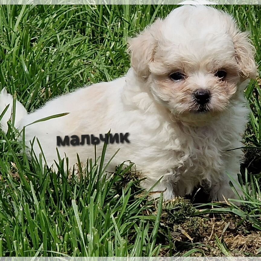Мальтипу мини мальчик
