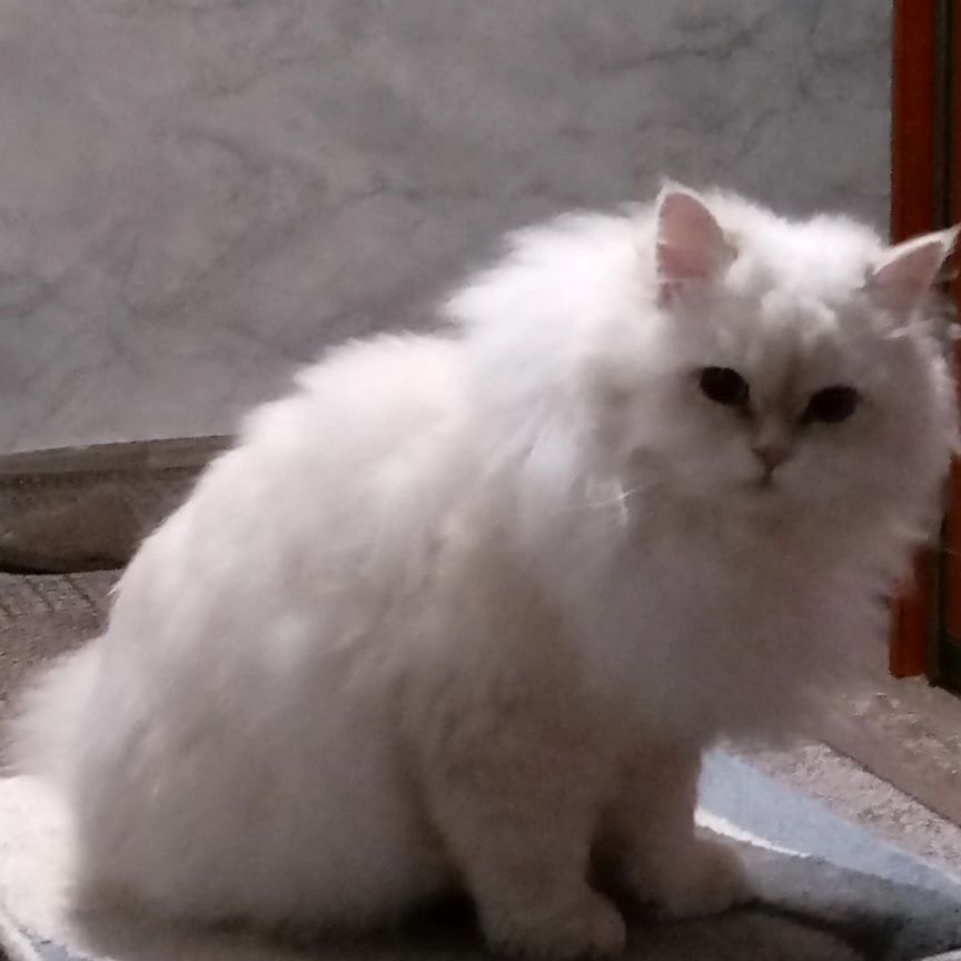 Отдам в добрые руки кота-подростка