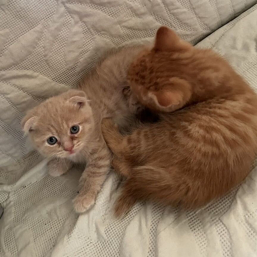 Шотландский вислоухий длинношёрстный котёнок