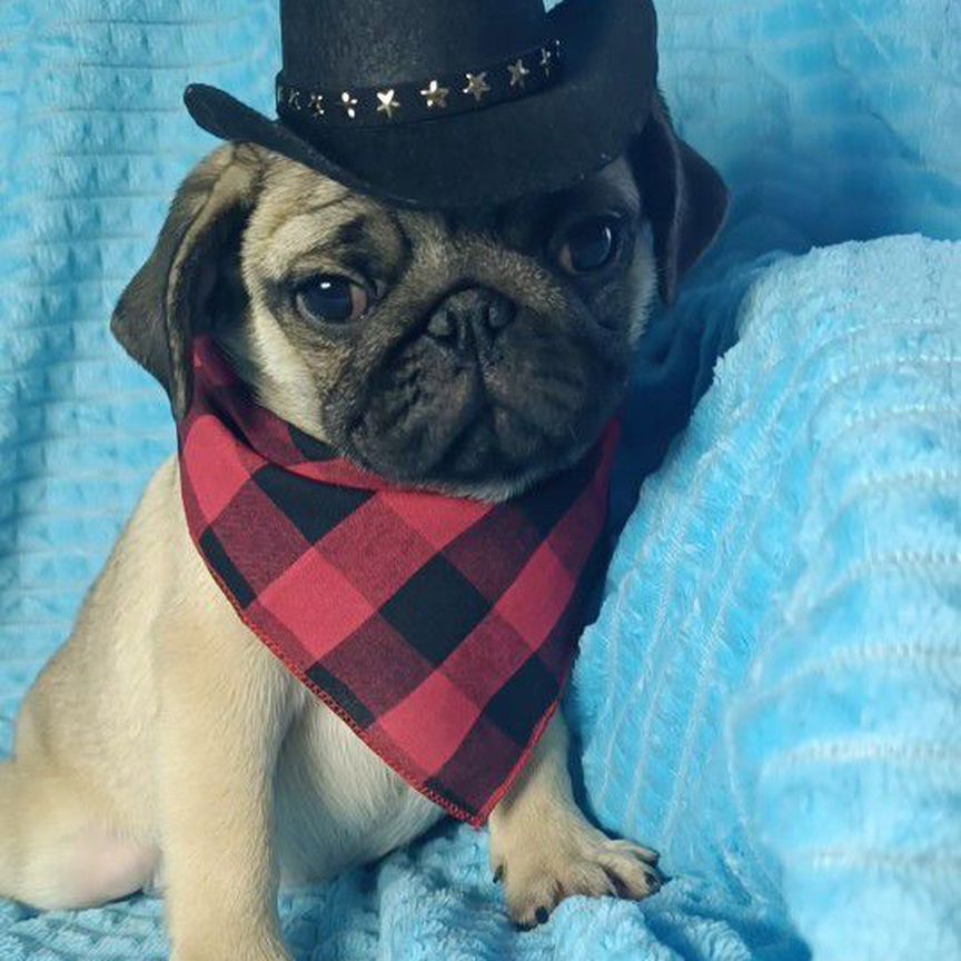 Мопсик бежевый