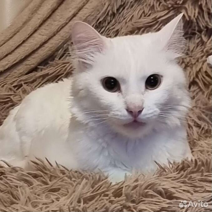 Кот Пончик