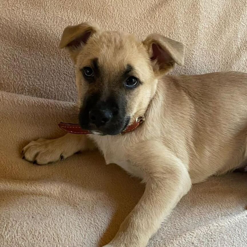 Щенок в добрые руки бесплатно