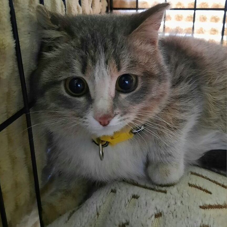 Котёнок в добрые руки