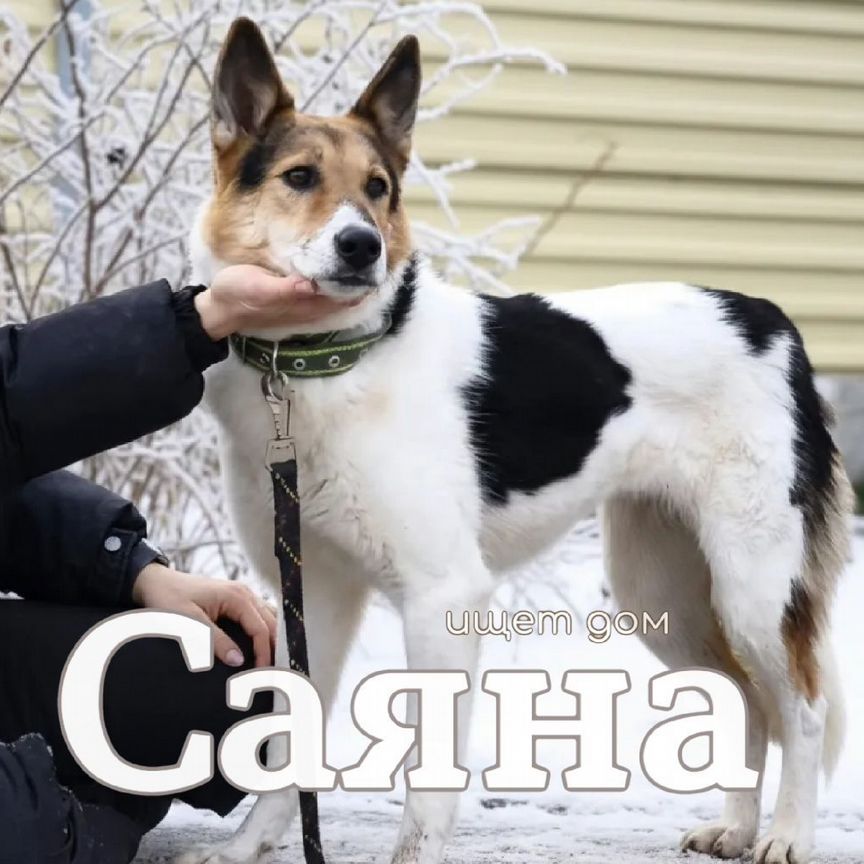 Взрослая собака в добрые руки