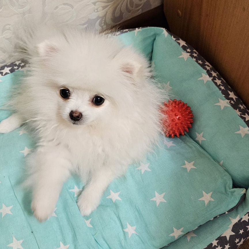 Померанский шпиц, щенок