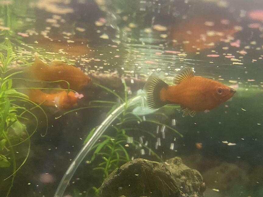 Меченосцы и пецилии