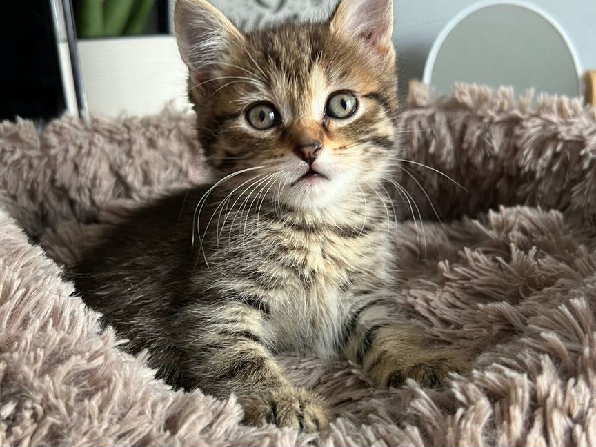 Котенок