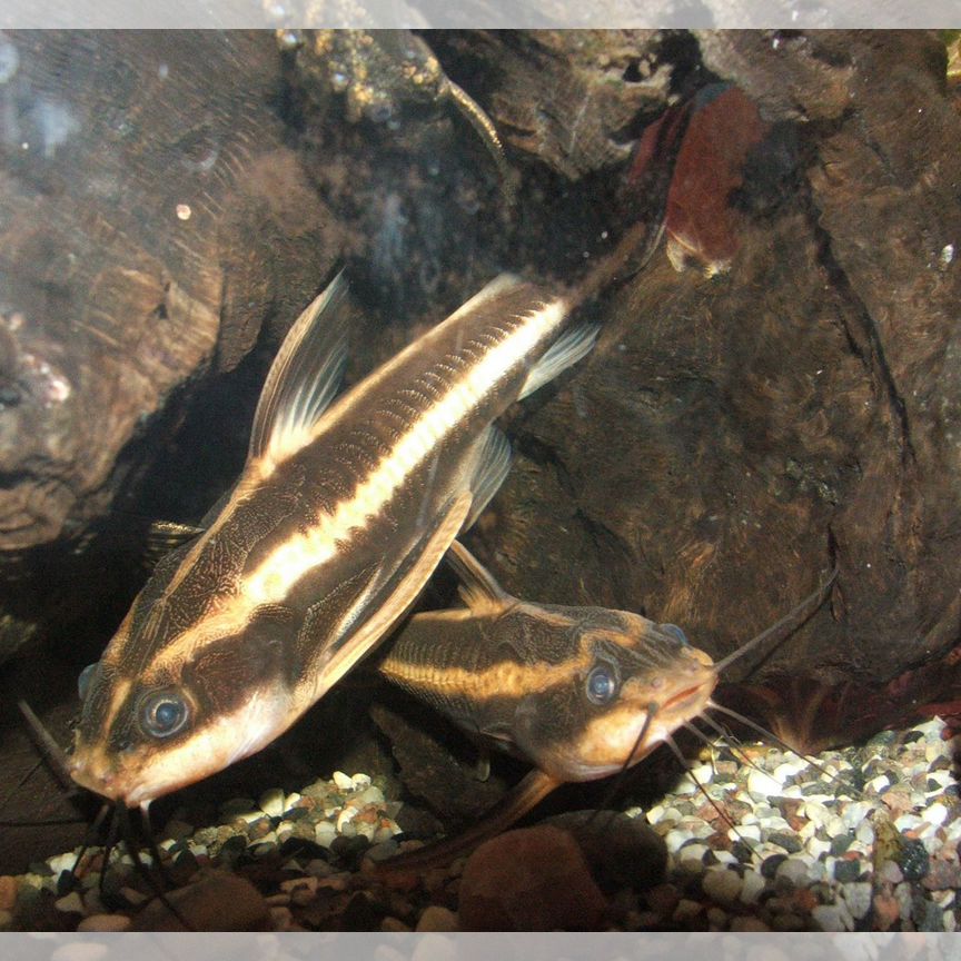 Платидорас полосатый