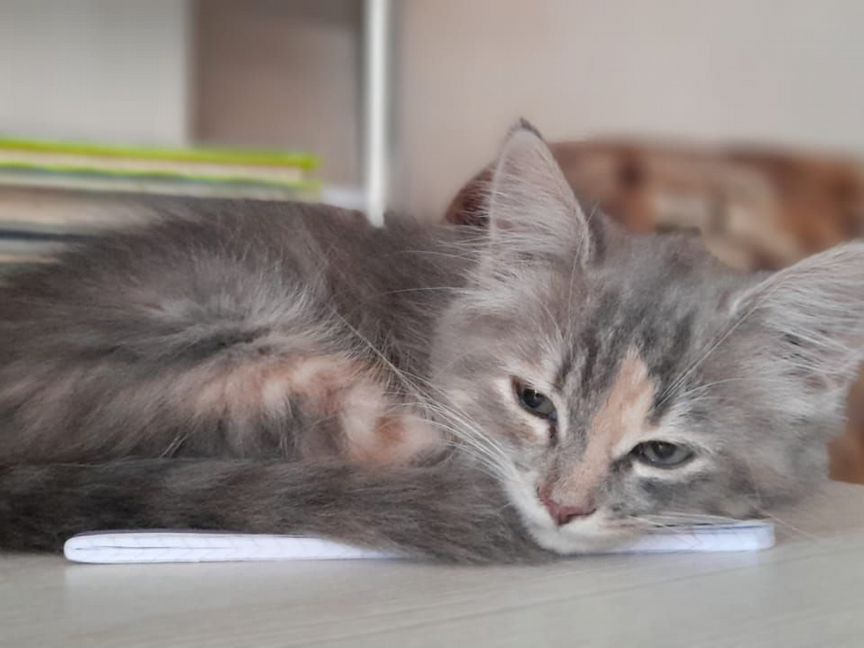 Котята в добрые руки бесплатно