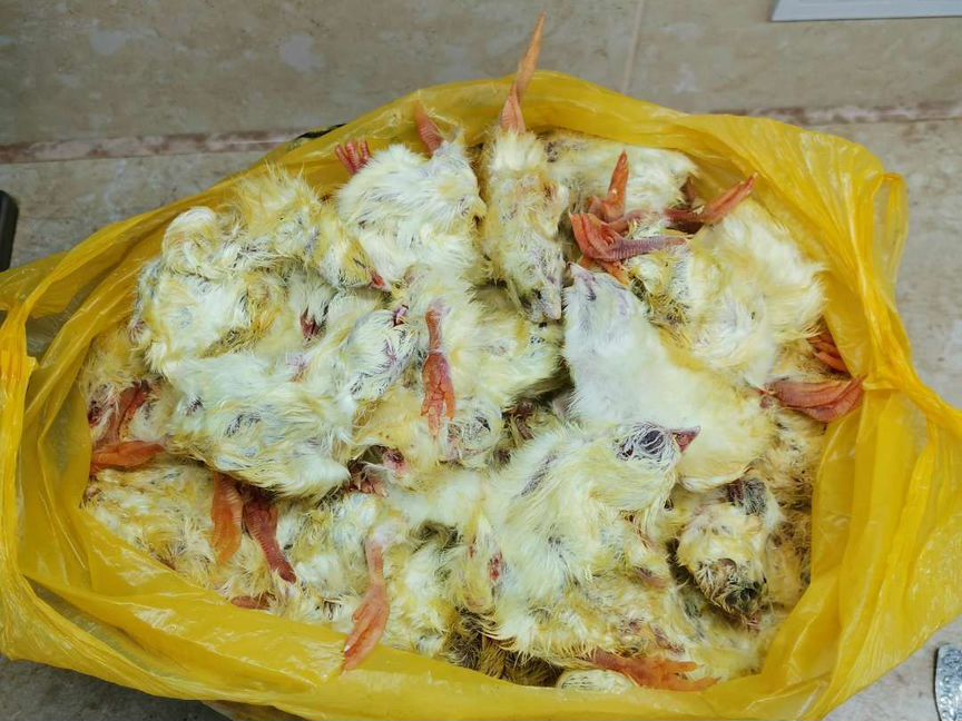 Суточные цыплята замороженные