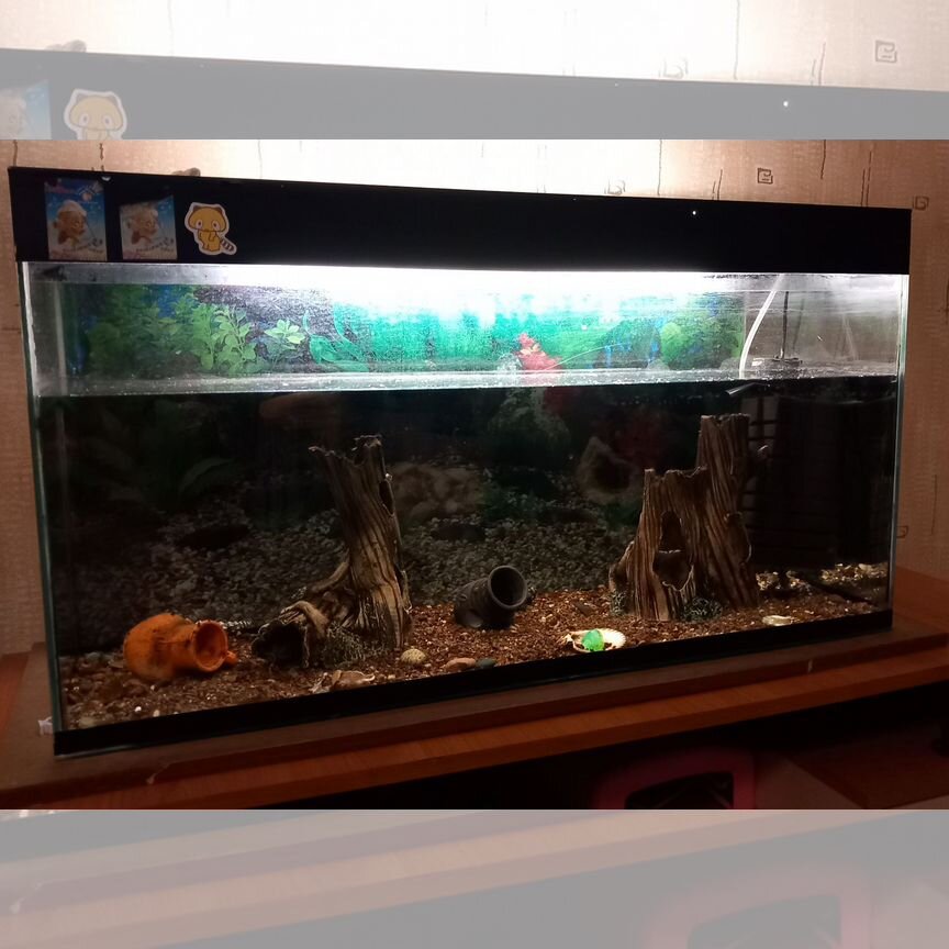 Аквариумные рыбки