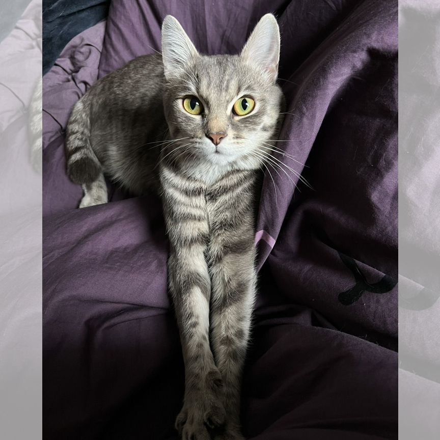 Отдам кота в добрые руки