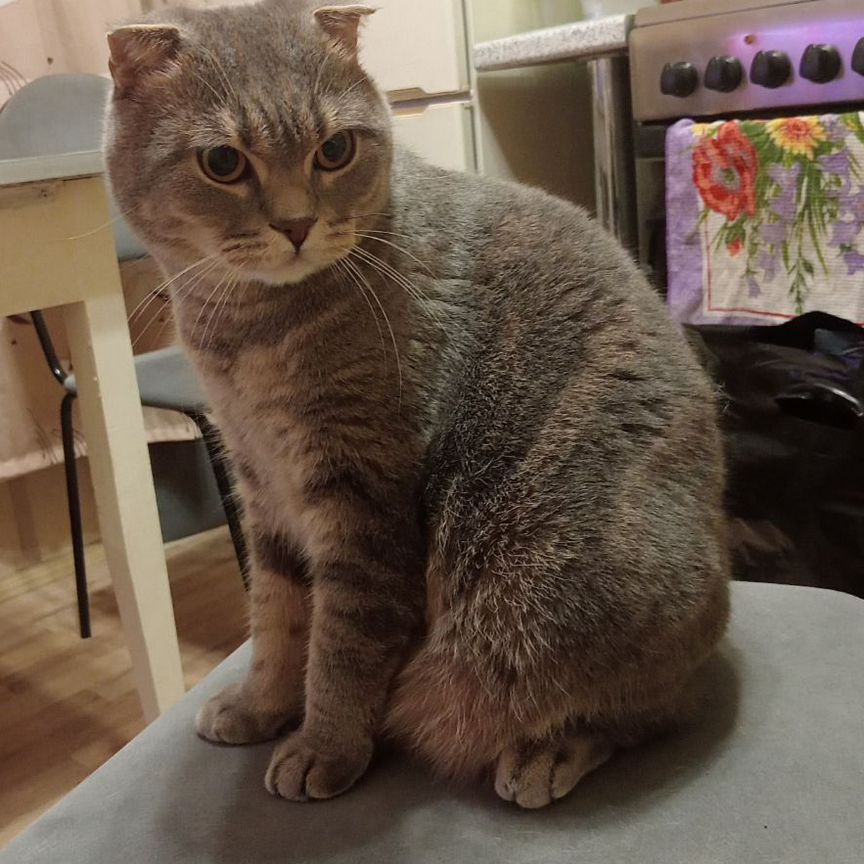 Шотландский кот