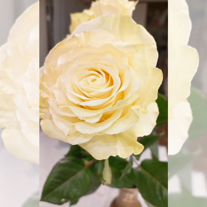 Продам суточных цыплят бройлеров кооб 500