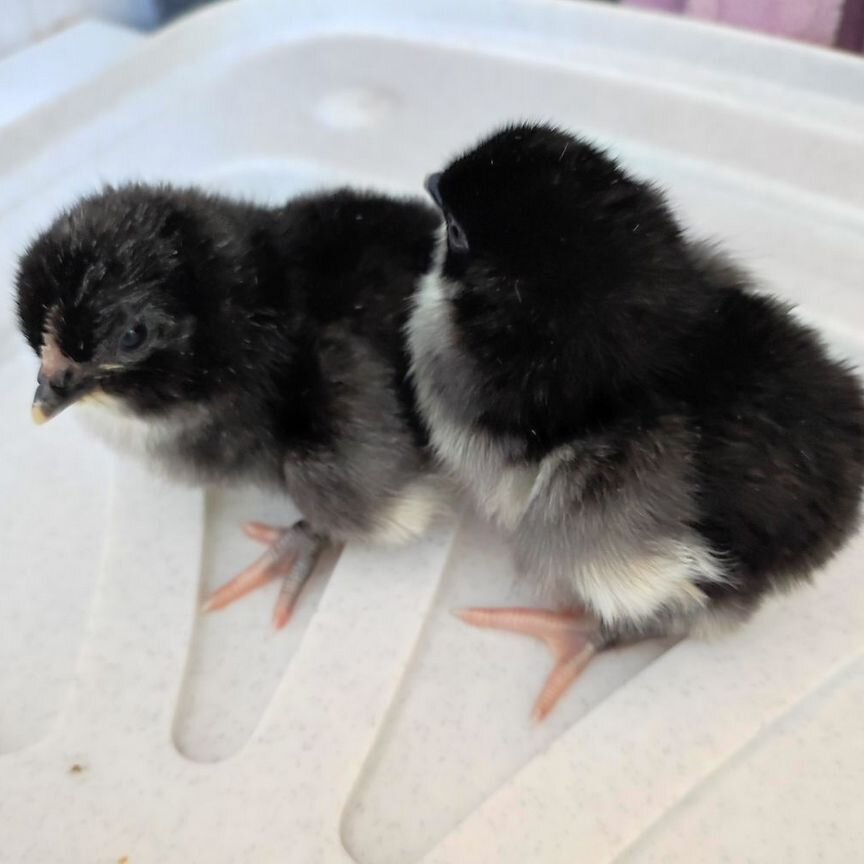 Цыплята джерсийский гигант