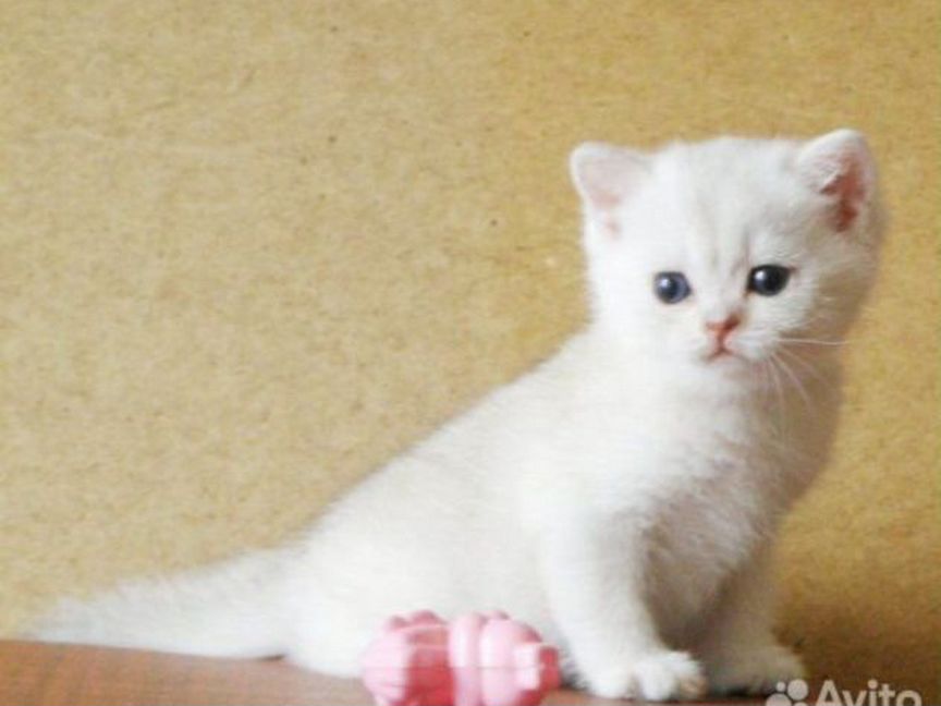 Кошечка британочка голубая шиншилла
