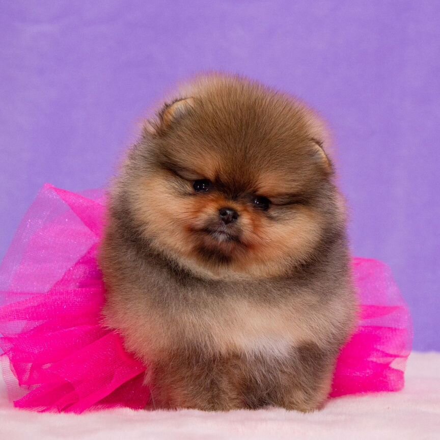 Нереальная куколка померанского шпица