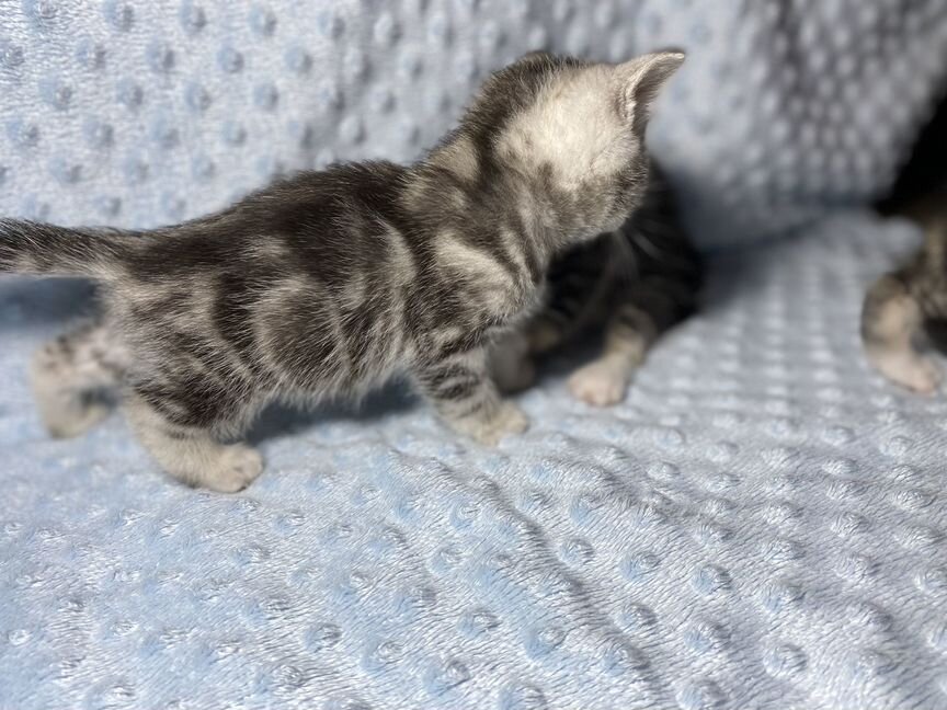 Котята шотланцы