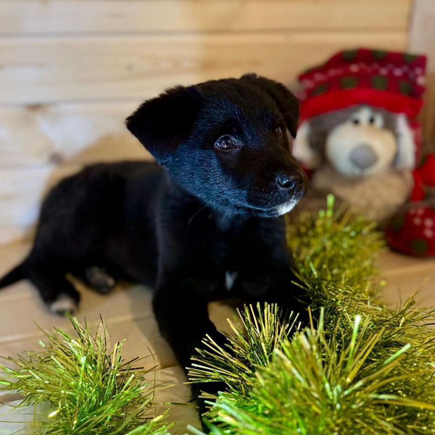 Щенок мальчик бесплатно