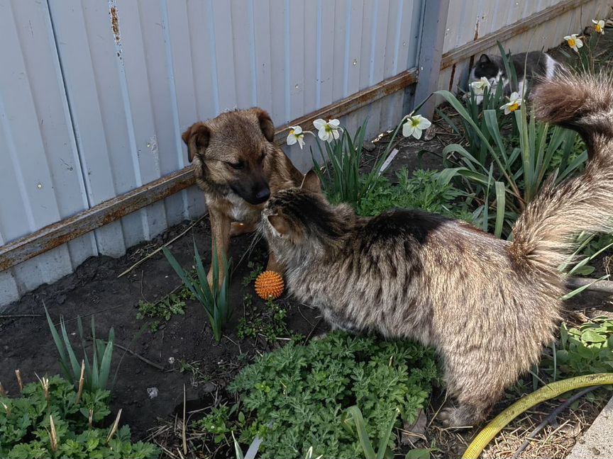 Маленькая собачка в приюте