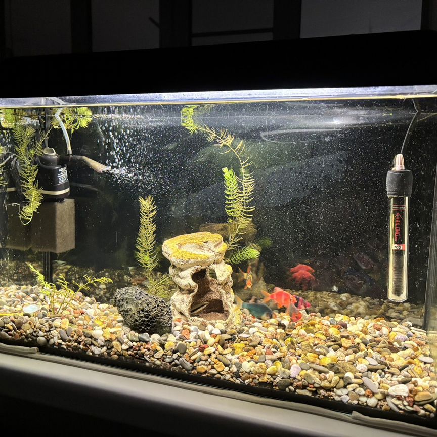 Аквариум 55 литров, со всем содежимым и рыбками