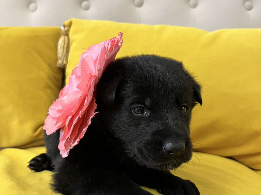 Щенки восточноевропейской овчарки, вео