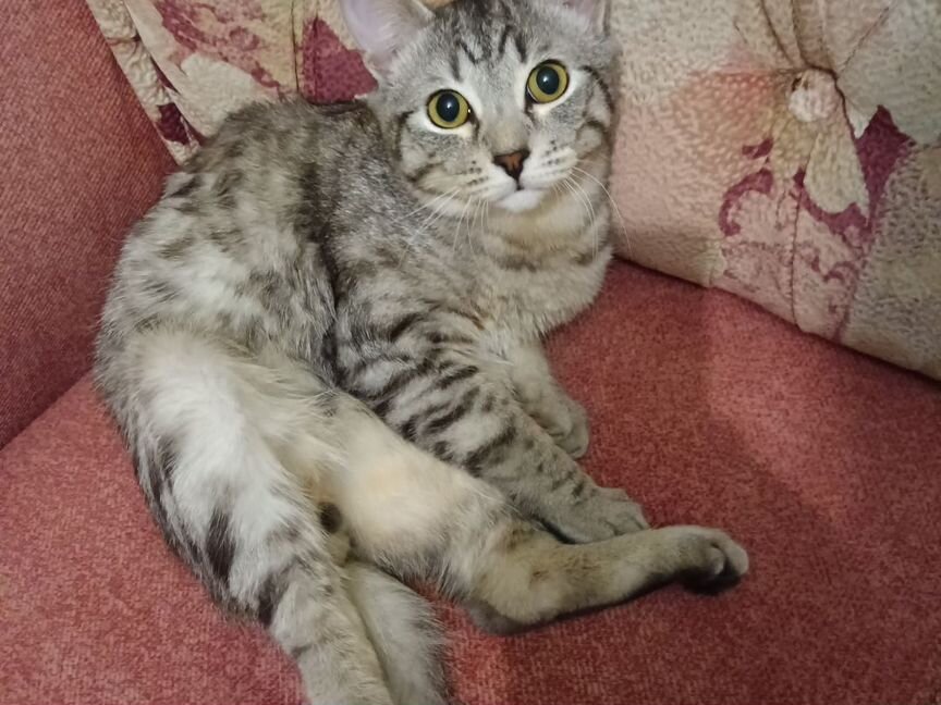 Котик в дар