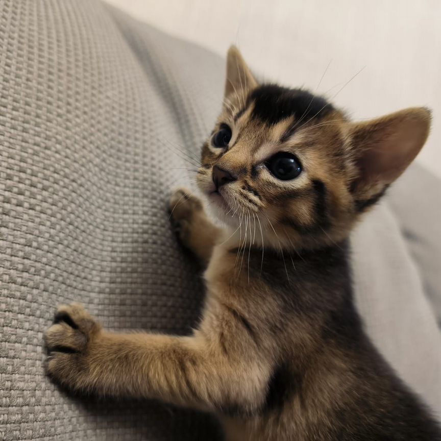 Абиссинские котята