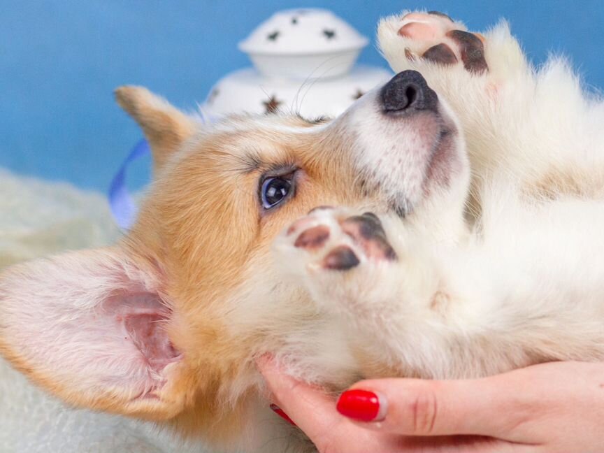 Три Сестры Вельш Корги Пемброк