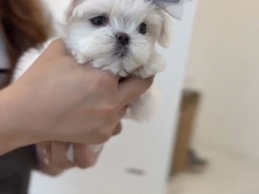 Девочка мини мальтезе из Кореи