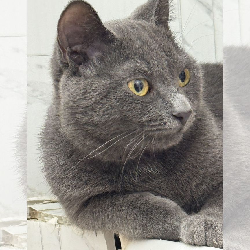 Русская голубая кот