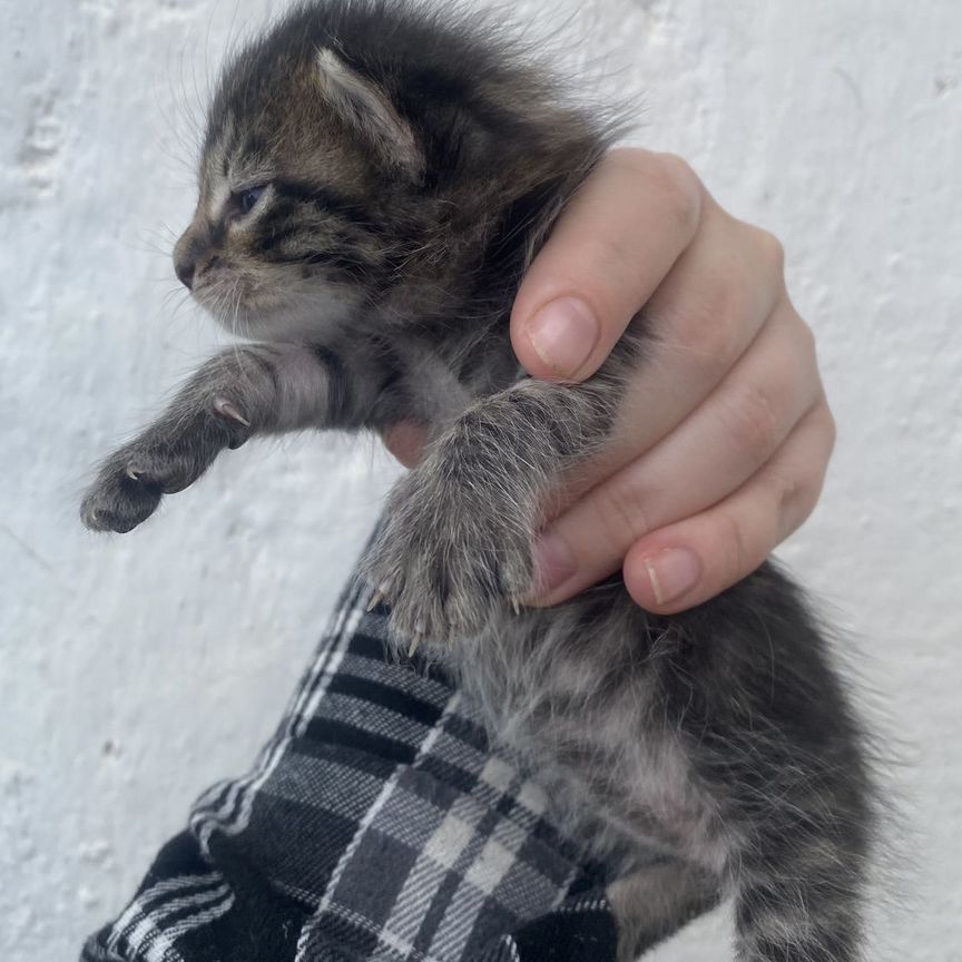 Котята