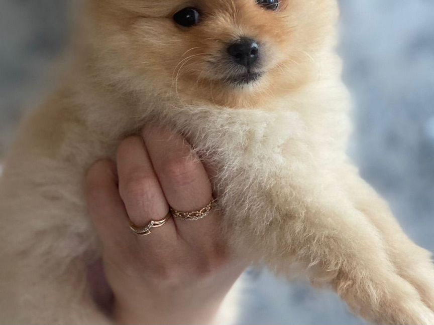 Померанский шпиц