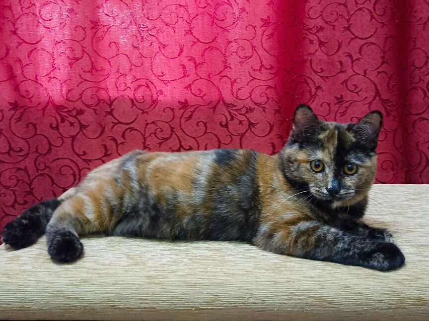 Девочки курилький бобтейл