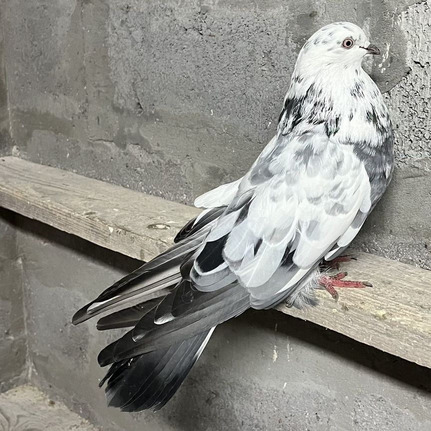 Николаевские голуби