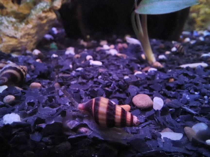 Улитка хелена