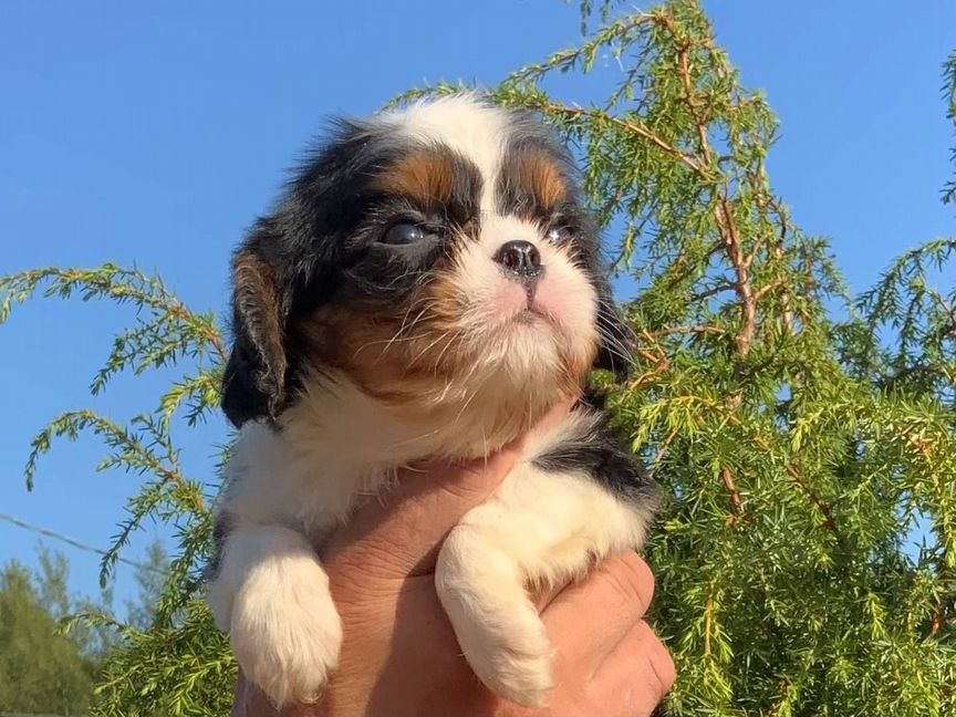 Девочка кавалер кинг чарлз спаниель