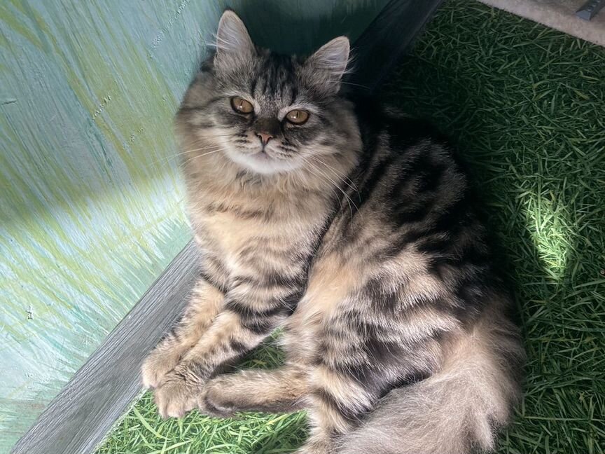 Кошка 6 месяцев