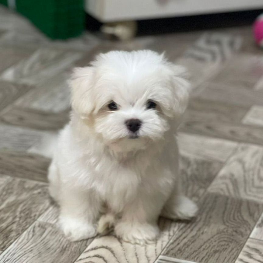 Мальтийская болонка, щенок