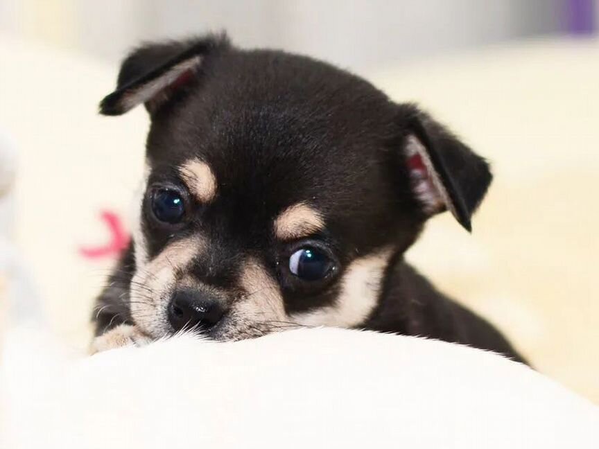 Щеночки чишки микс